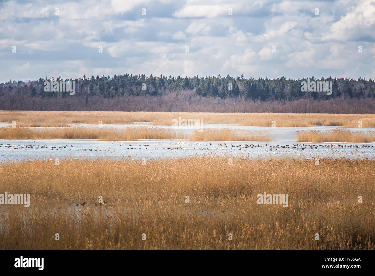 A beautiful early spring landscape with migratory birds Stock Photo - Alamy