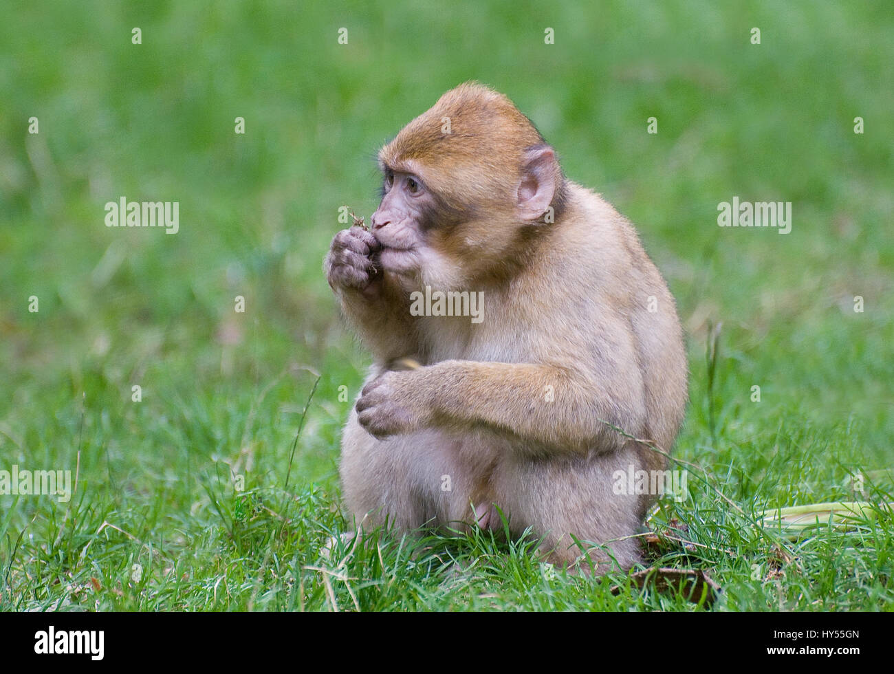 Foraging macaque hi-res stock photography and images - Alamy