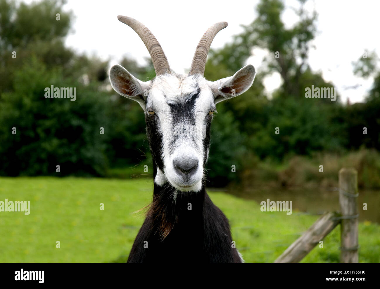 Goat head looking fence hi-res stock photography and images - Alamy