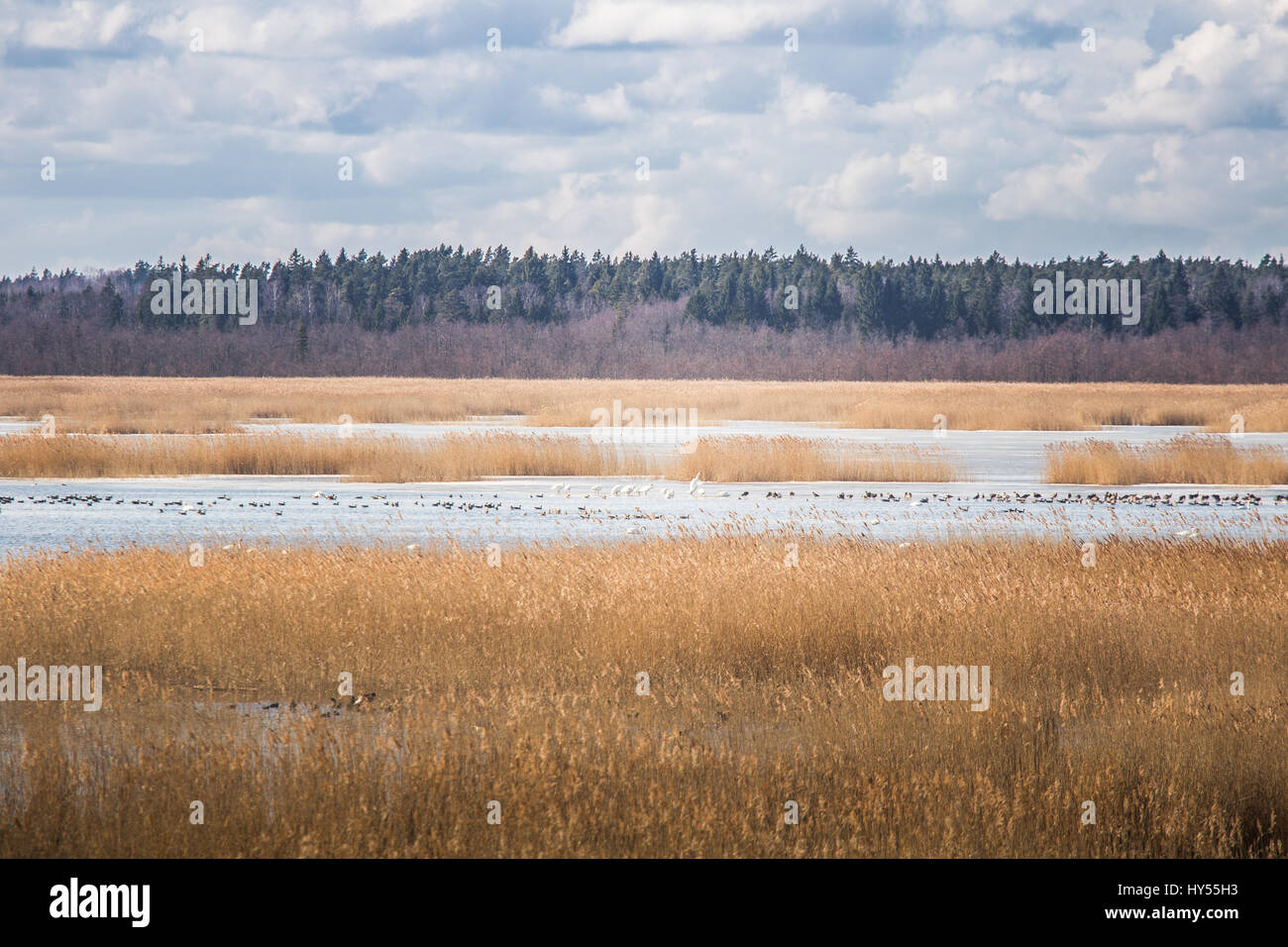 A beautiful early spring landscape with migratory birds Stock Photo - Alamy