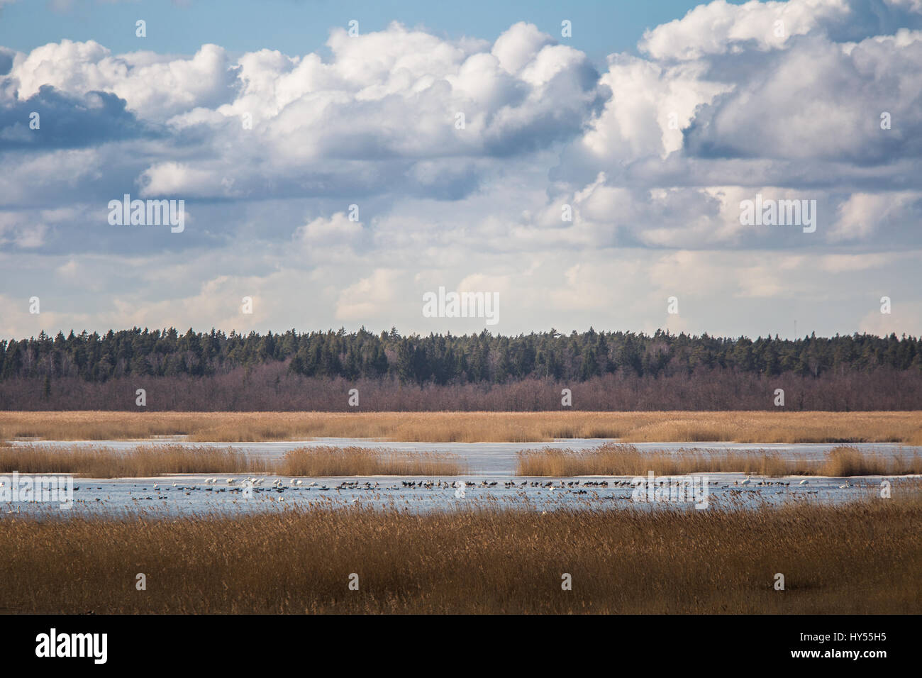 A beautiful early spring landscape with migratory birds Stock Photo - Alamy