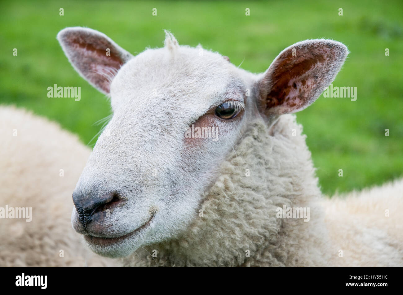 Close up of a sheeps head hi-res stock photography and images - Alamy