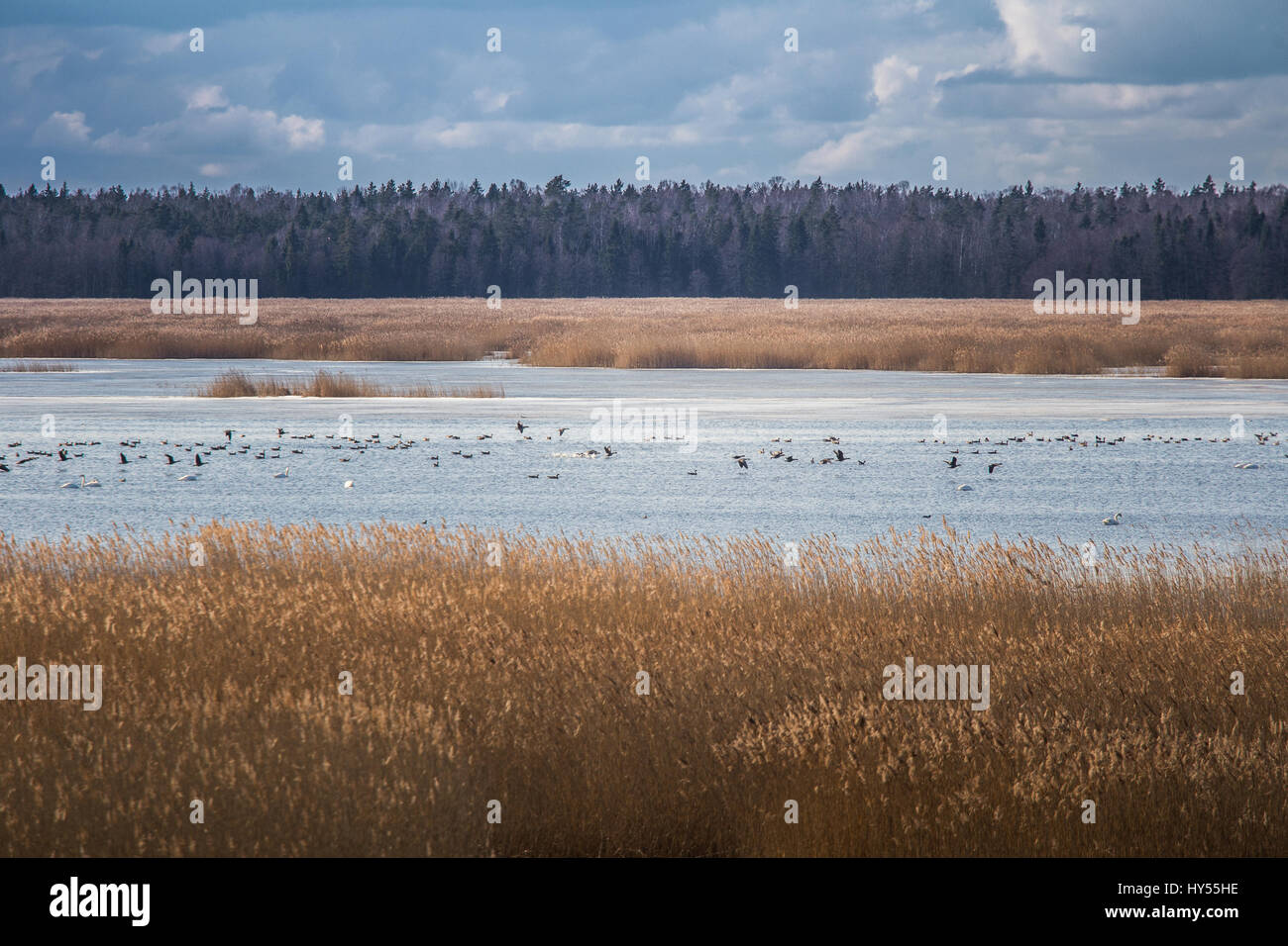 A beautiful early spring landscape with migratory birds Stock Photo - Alamy