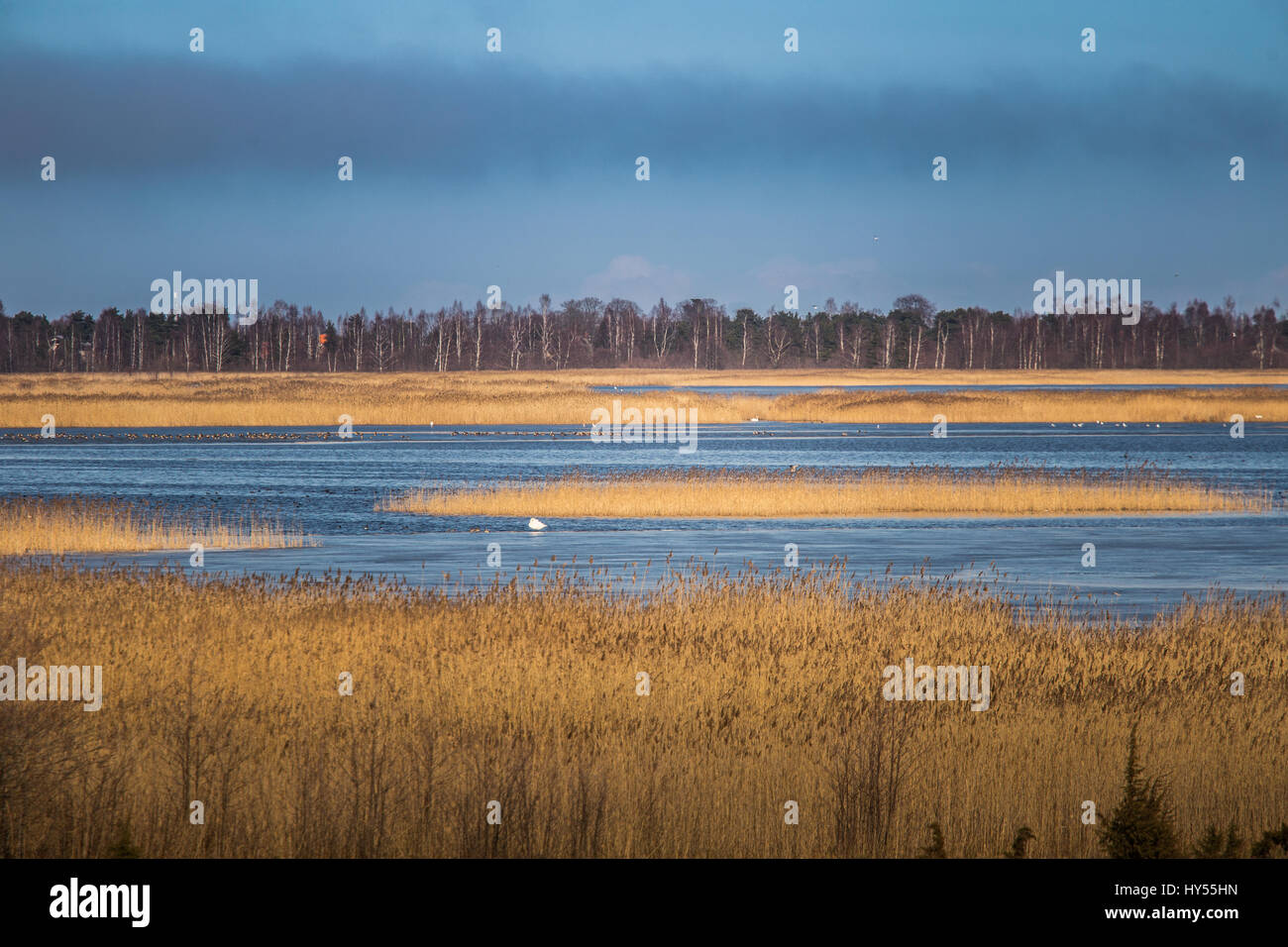 A beautiful early spring landscape with migratory birds Stock Photo - Alamy