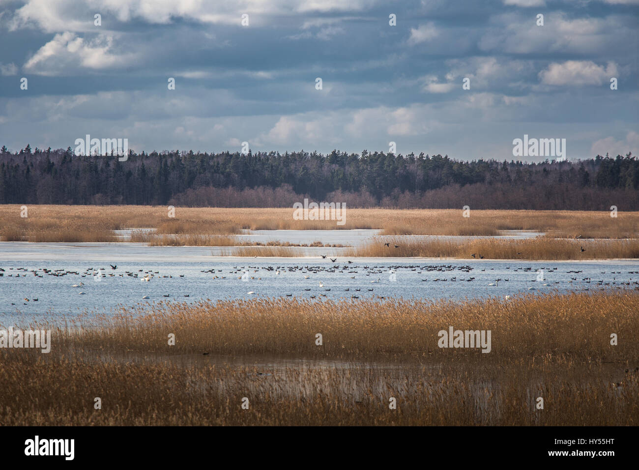 A beautiful early spring landscape with migratory birds Stock Photo - Alamy