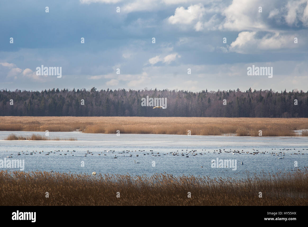 A beautiful early spring landscape with migratory birds Stock Photo - Alamy