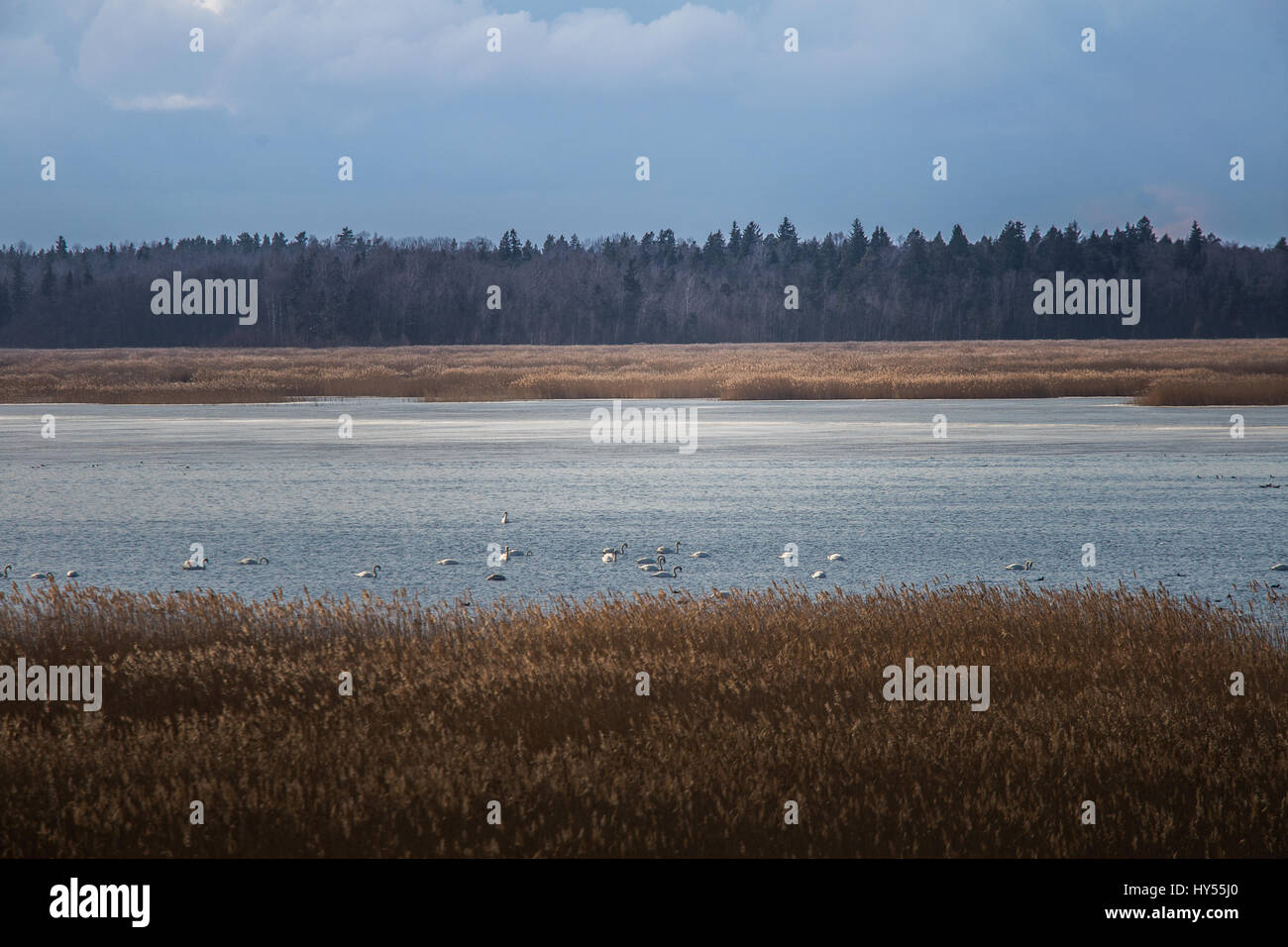 A beautiful early spring landscape with migratory birds Stock Photo - Alamy
