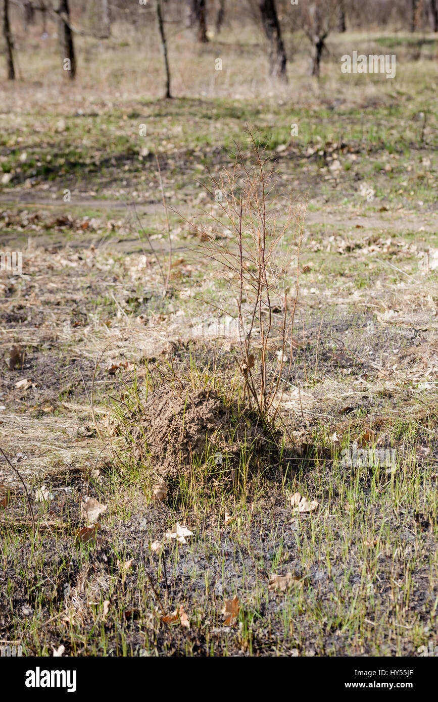 Clod of earth called molehill, caused by a mole, in a field in winter ...