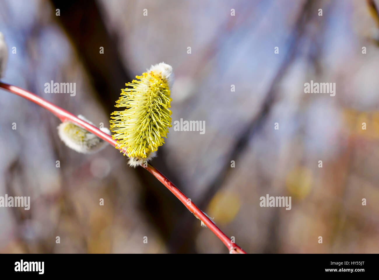 Male catkin willow flower on a tree branch in spring Stock Photo - Alamy