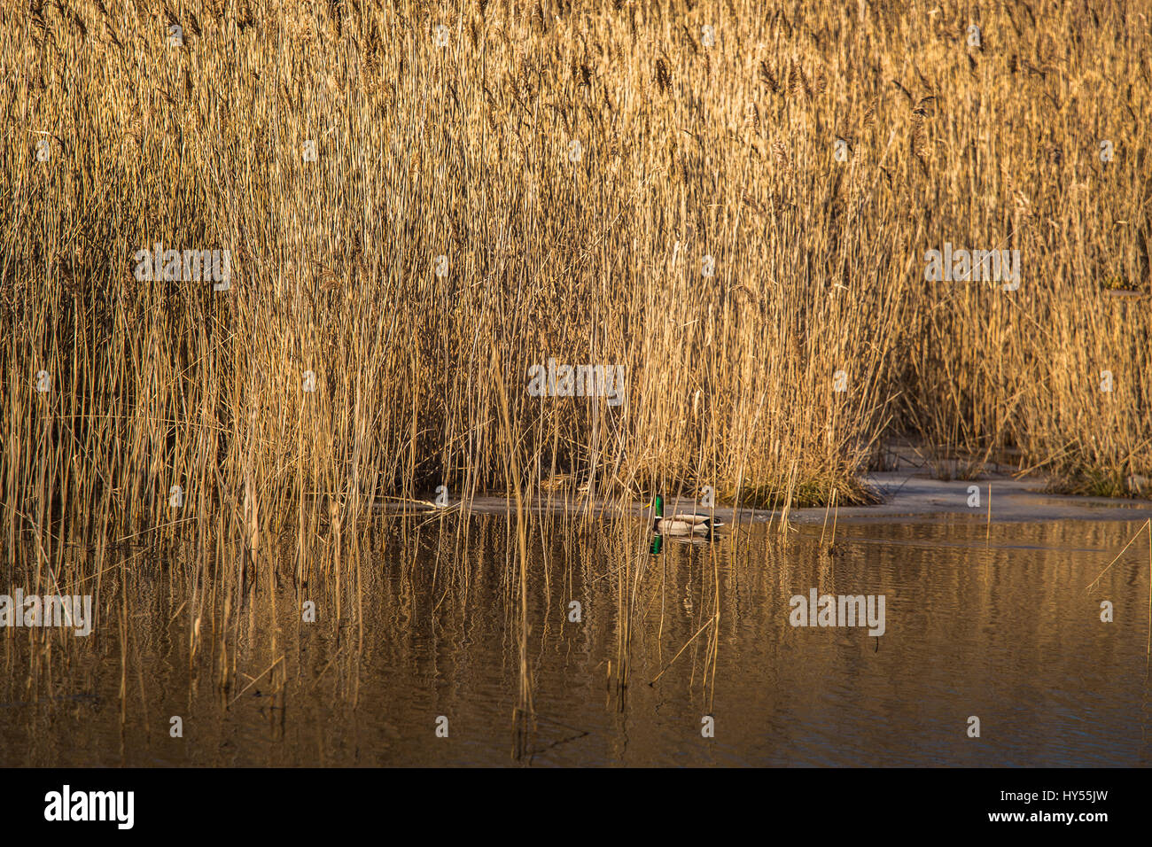 A beautiful early spring landscape with migratory birds Stock Photo - Alamy