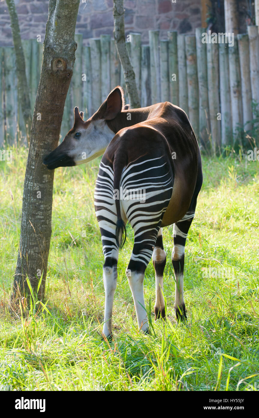 Okapi congo hi-res stock photography and images - Alamy