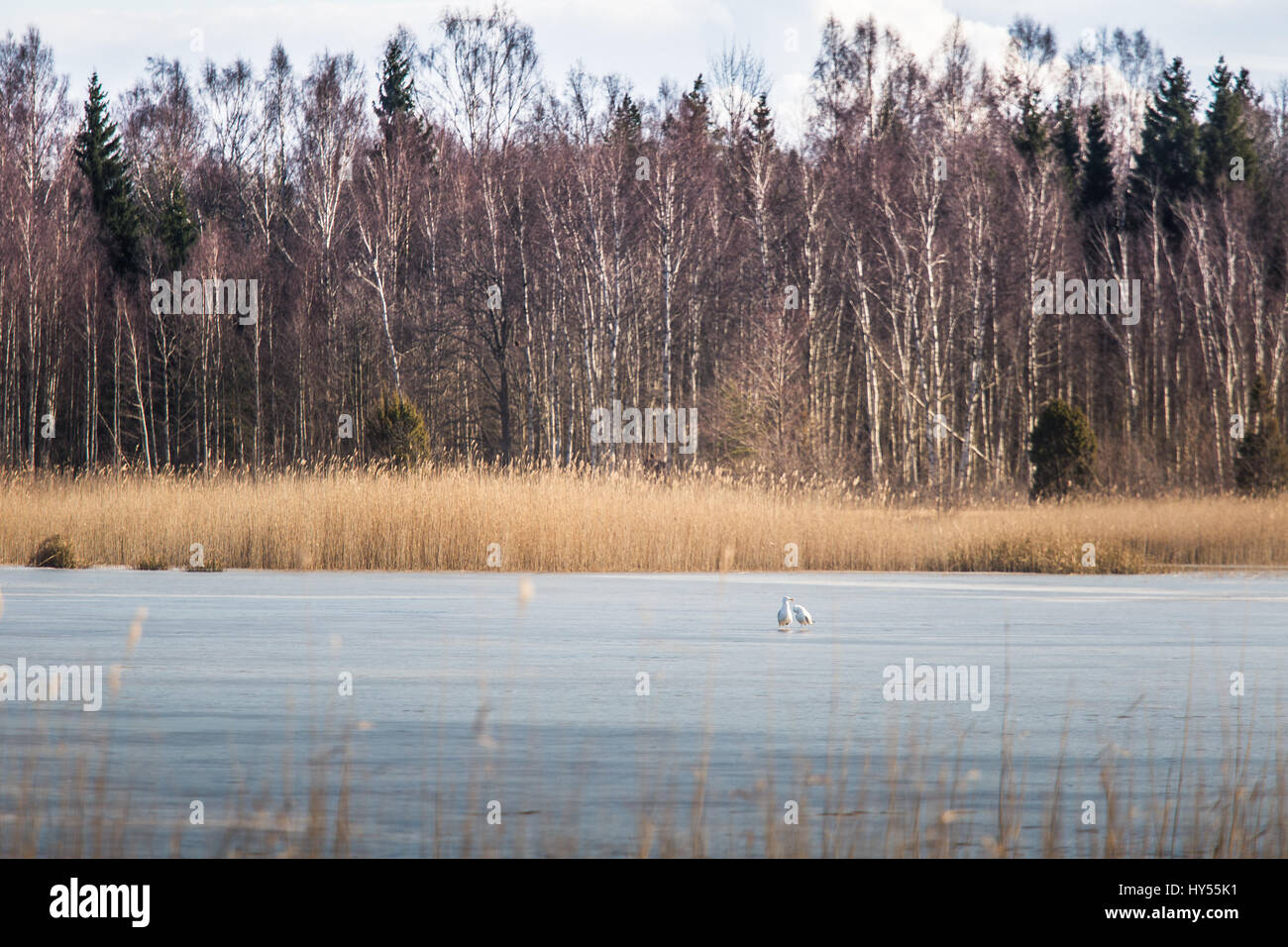 A beautiful early spring landscape with migratory birds Stock Photo - Alamy
