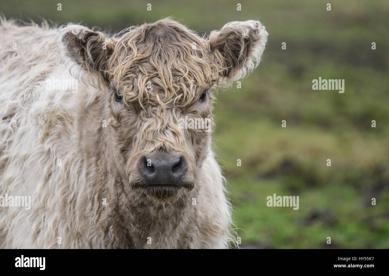 Close up of a white cow Stock Photo - Alamy