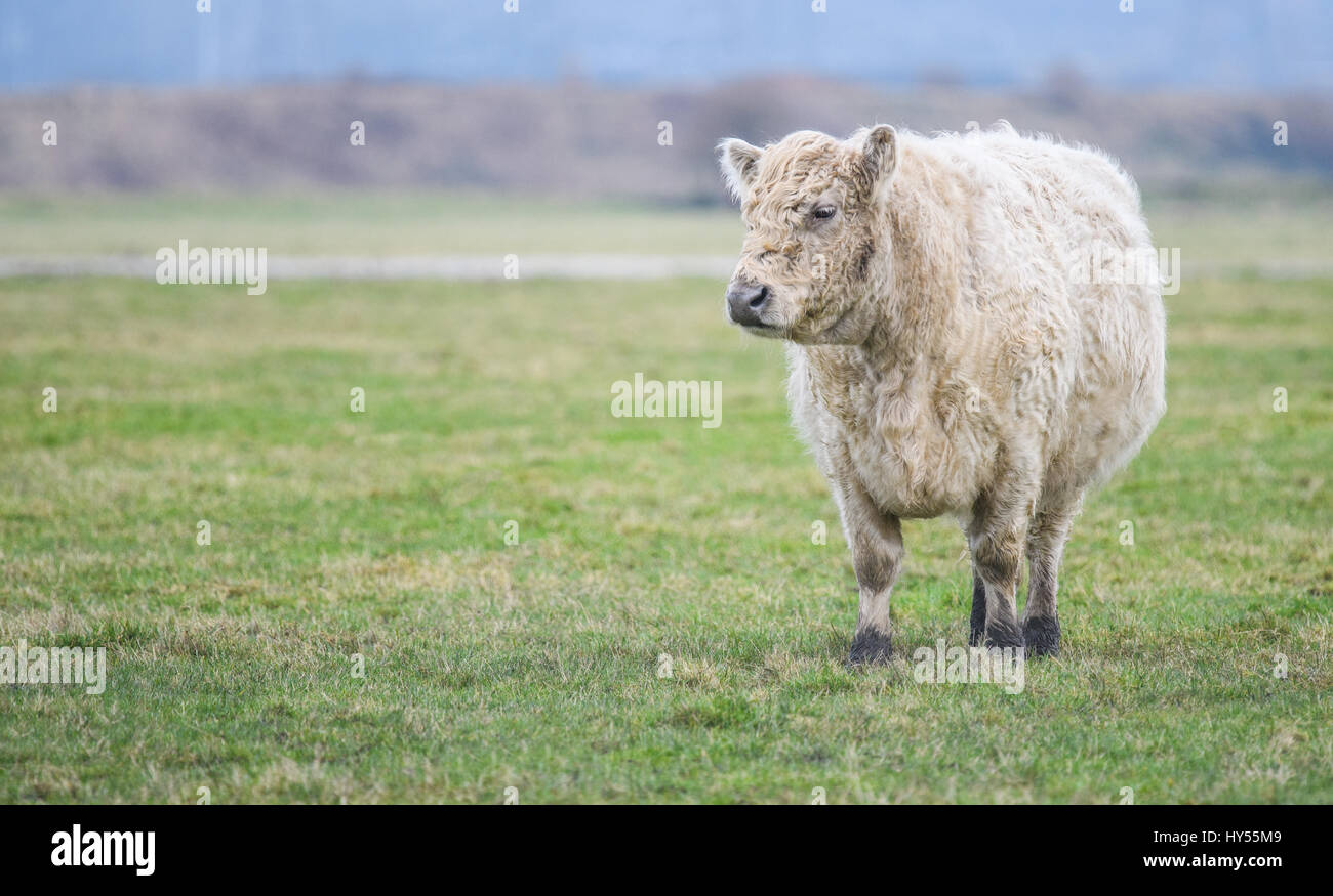 Close up of a white cow Stock Photo - Alamy