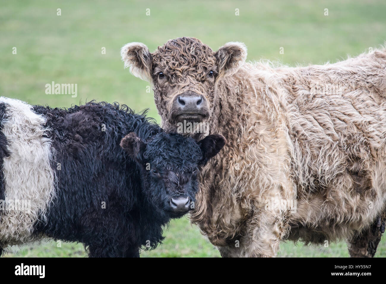 Close up two cows cattle hi-res stock photography and images - Alamy