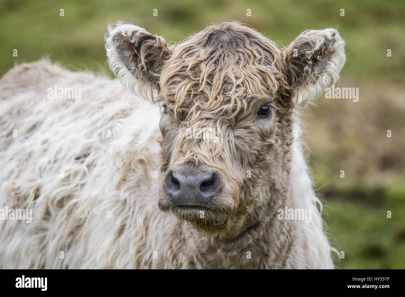 Farmland with cows hi-res stock photography and images - Alamy
