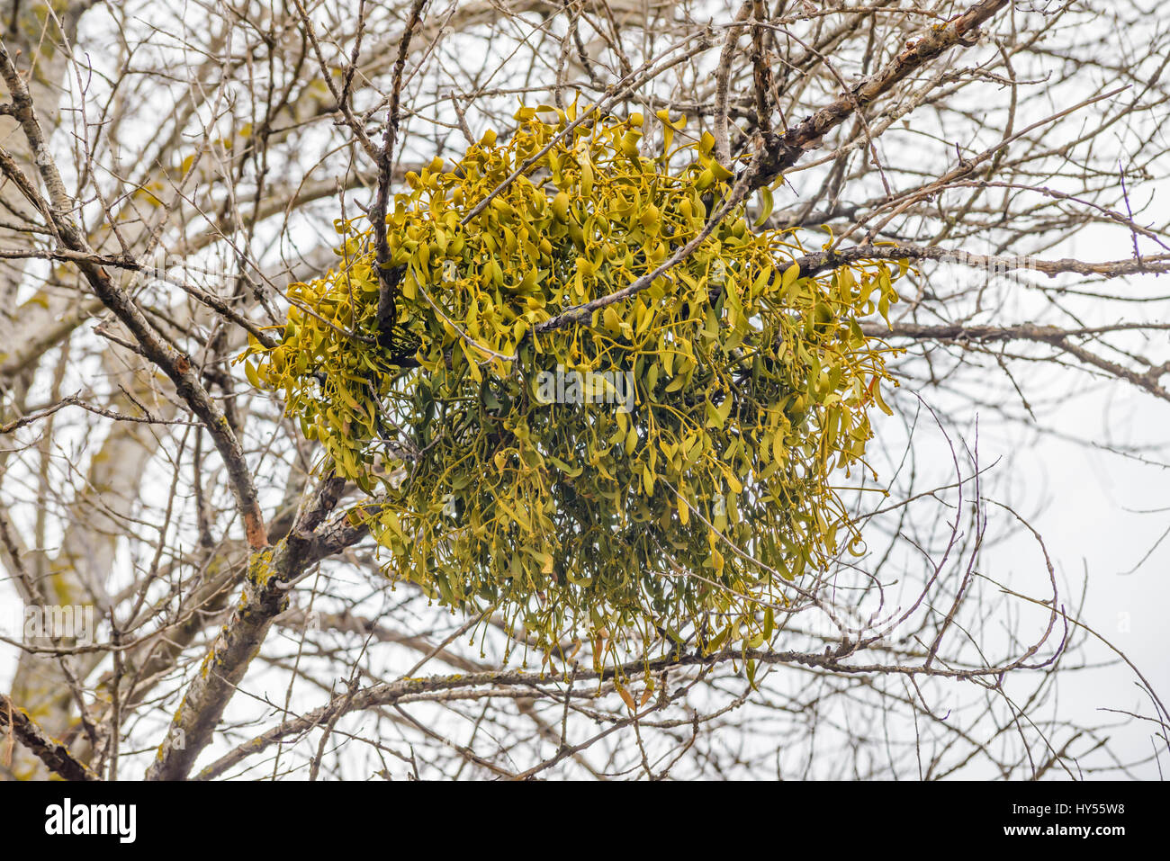 Viscum album or mistletoe is a hemiparasite on several species of trees ...