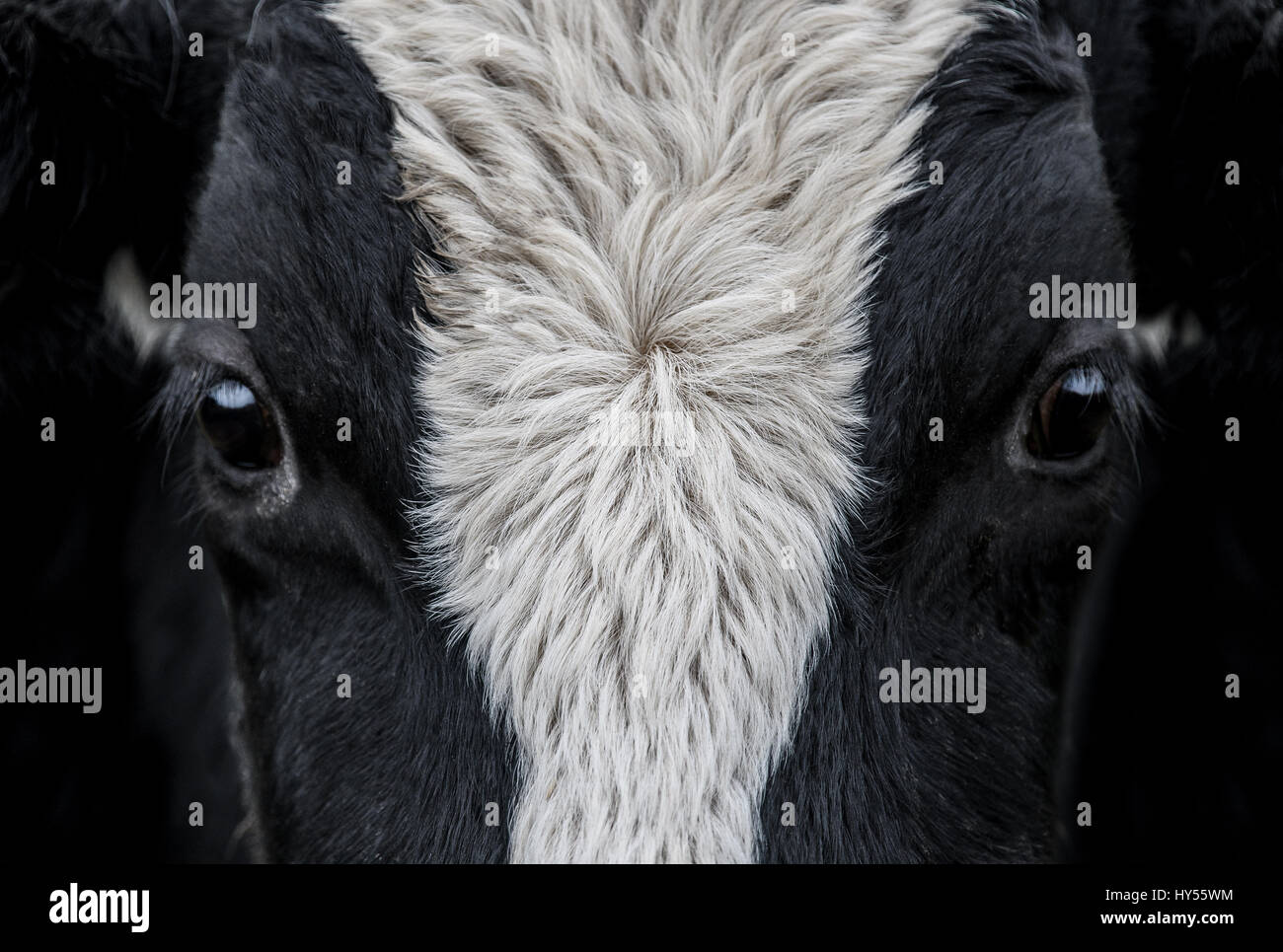 Cows headshot hi-res stock photography and images - Alamy