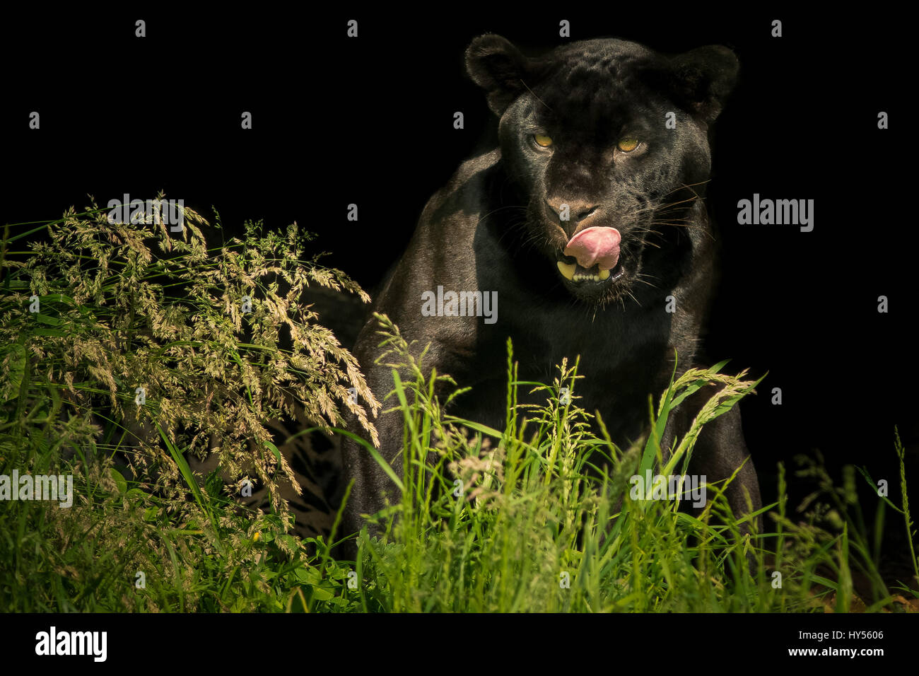 Jaguar Sitting Stock Photos & Jaguar Sitting Stock Images - Alamy