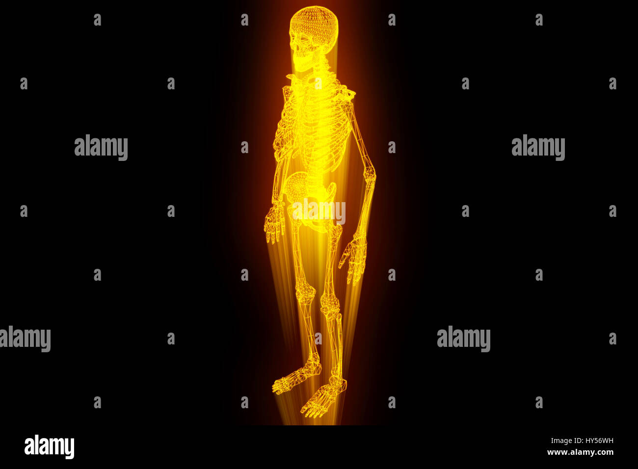 Human Skeleton Wireframe Hologram in Motion. Nice 3D Rendering Stock ...