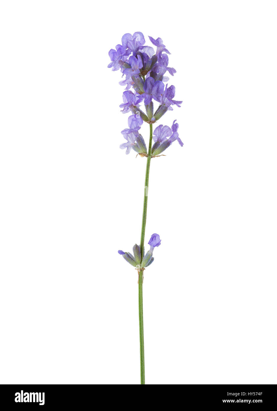 Sprig of lavender isolated on white background Stock Photo - Alamy