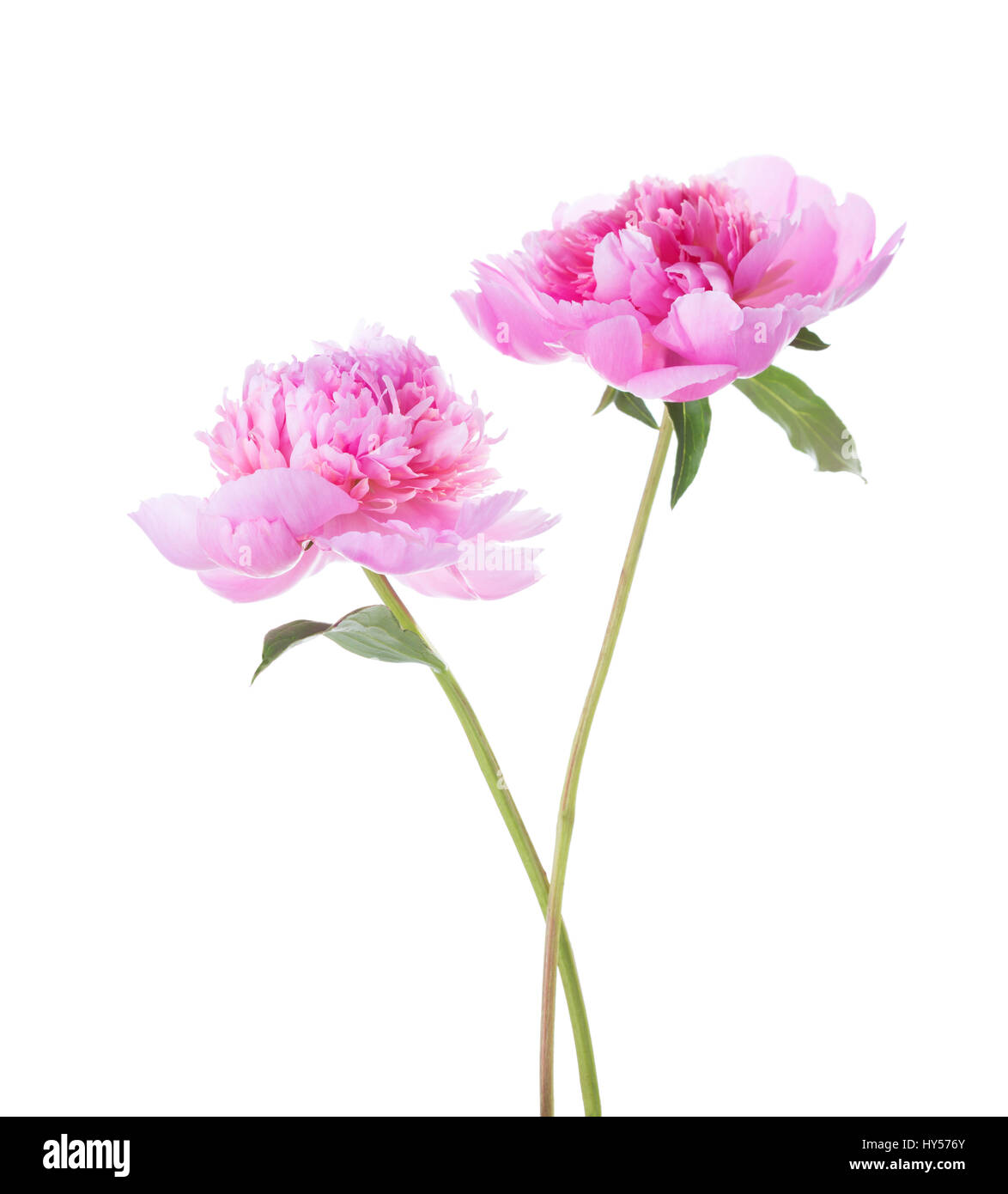 Two light pink peonies isolated on white background Stock Photo - Alamy