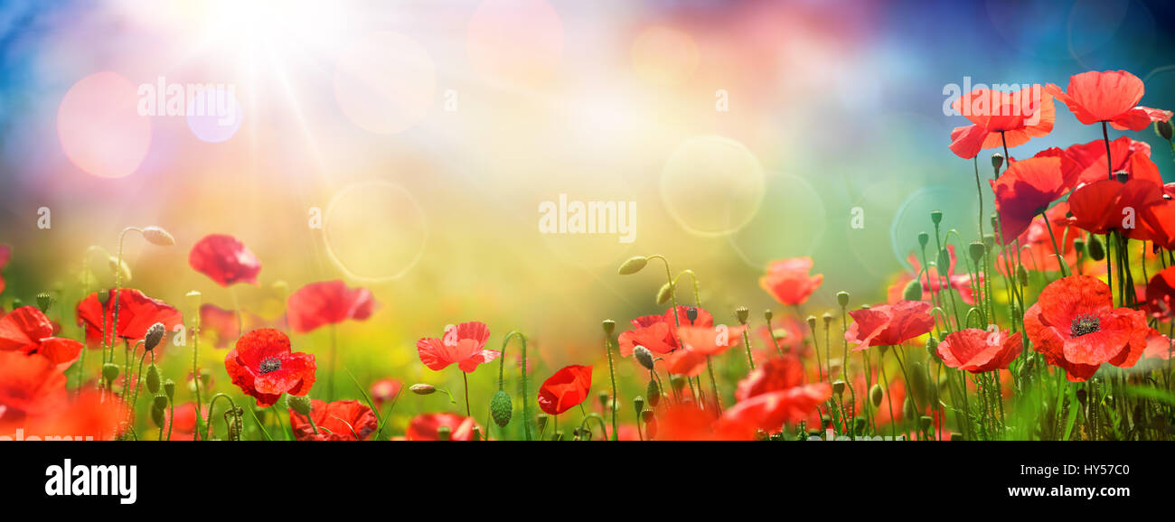 Poppy flower in field sun hi-res stock photography and images - Alamy