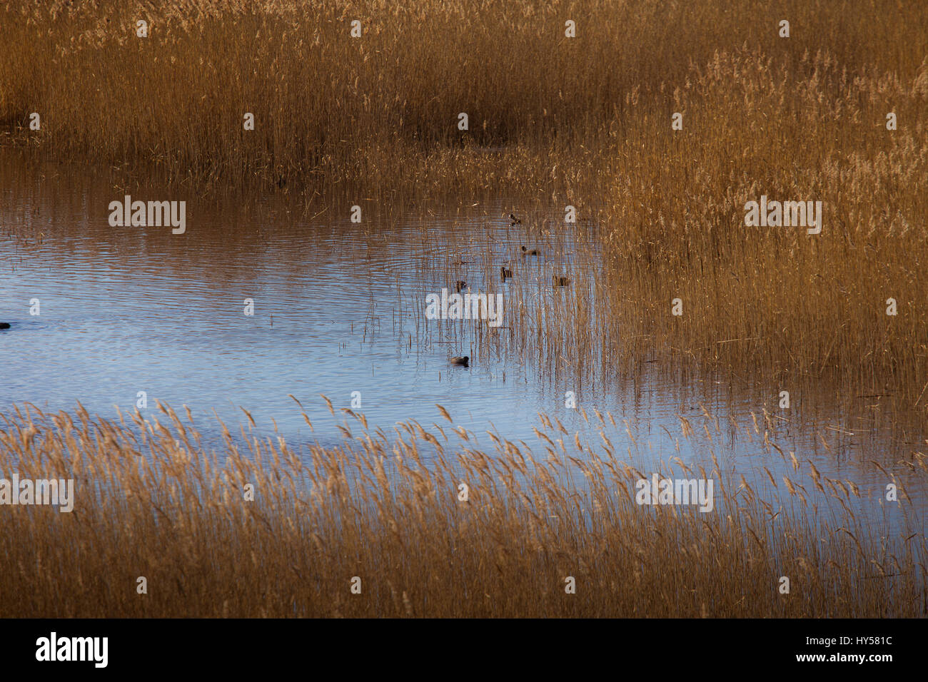Coots swimming hi-res stock photography and images - Alamy