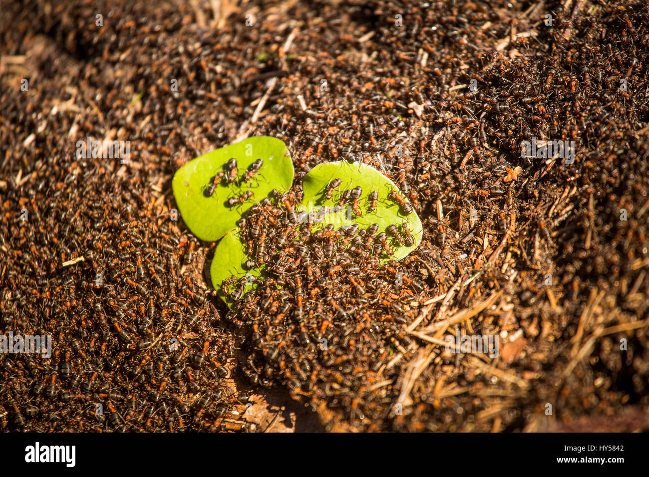 Ant house hi-res stock photography and images - Alamy