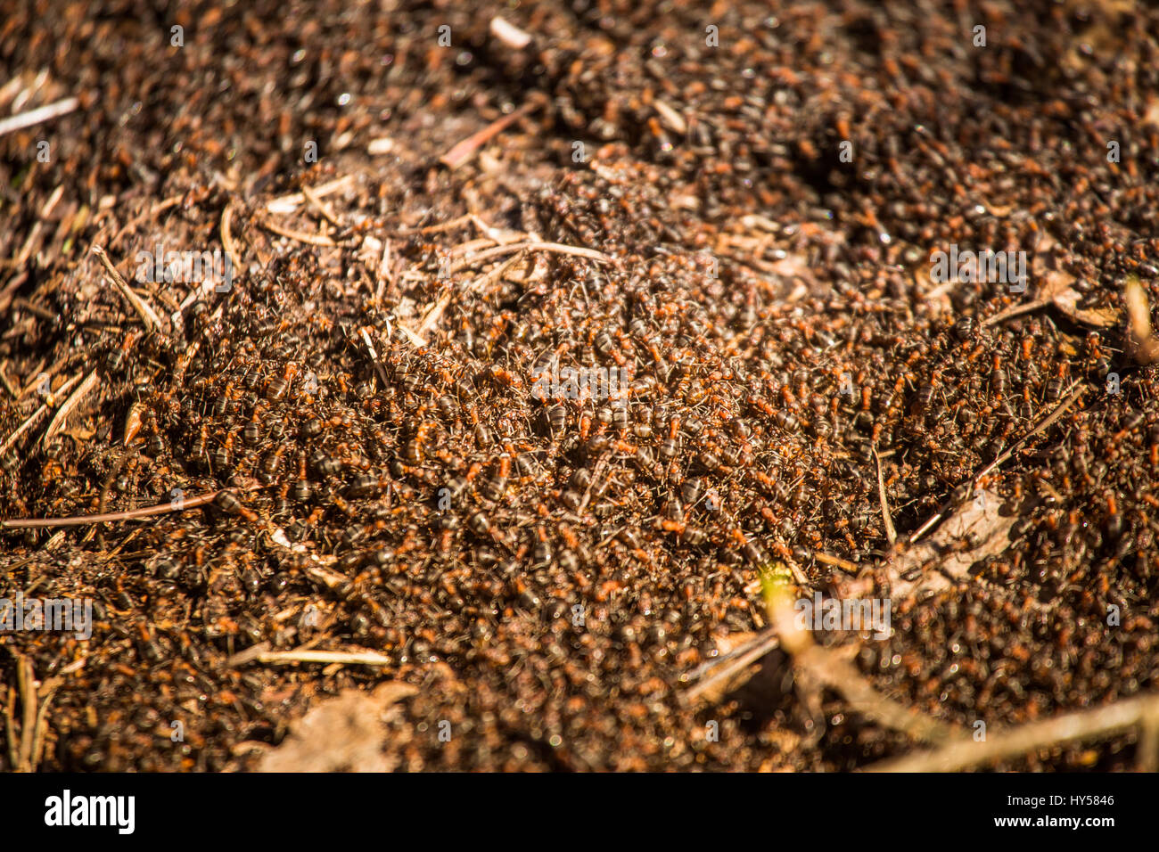 Ant house hi-res stock photography and images - Alamy