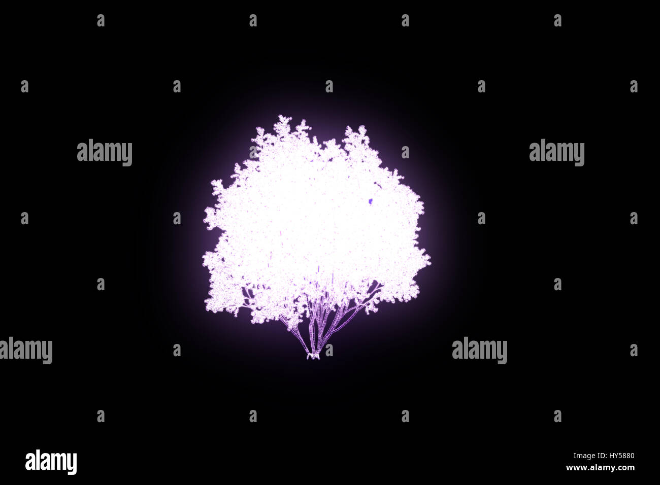 Tree Plant in Wireframe Hologram Style. Nice 3D Rendering Stock Photo ...