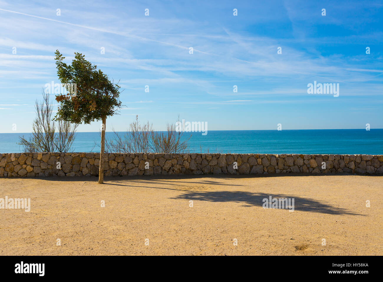 Single small tree bent by the wind, standing in front of a stone wall ...