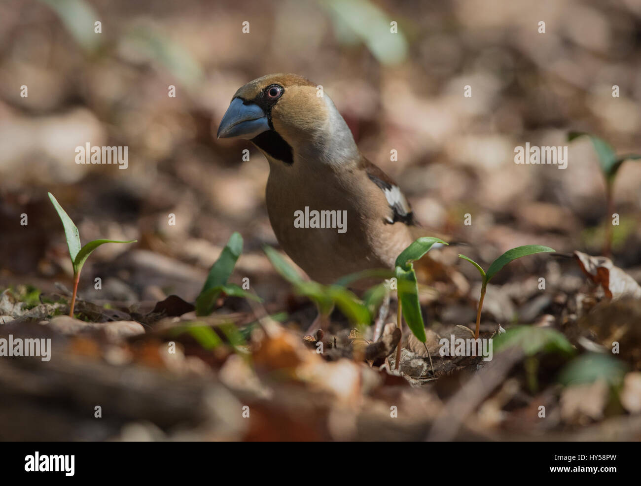 Grossbeak hi-res stock photography and images - Alamy