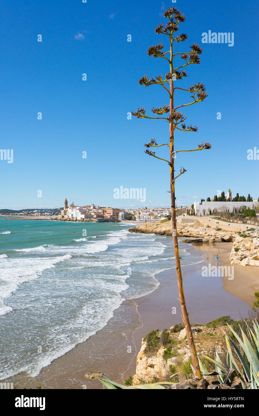 Huge agave hi-res stock photography and images - Alamy