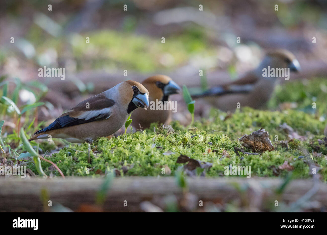 Grossbeak hi-res stock photography and images - Alamy