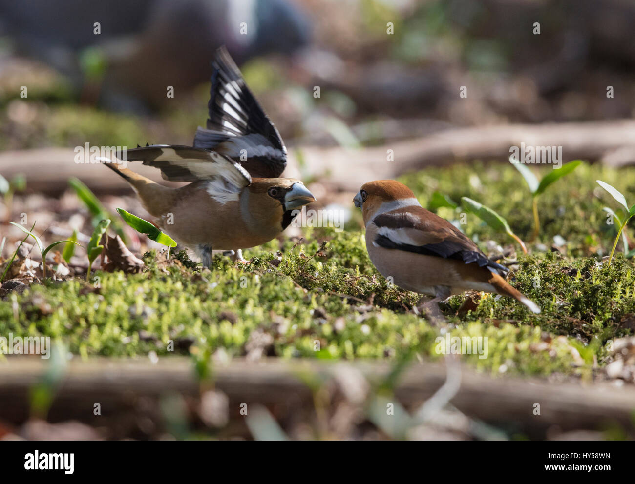 Grossbeak hi-res stock photography and images - Alamy
