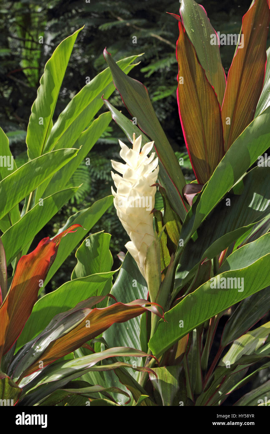 Alpinia tropical plant flowering on Jardin de Balata, Martinique Stock ...