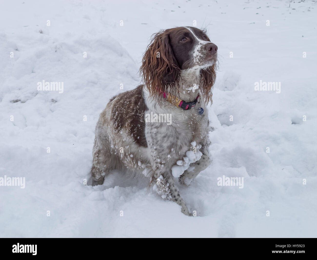 English Springer Spaniel, festooned with now balls, during a winter ...
