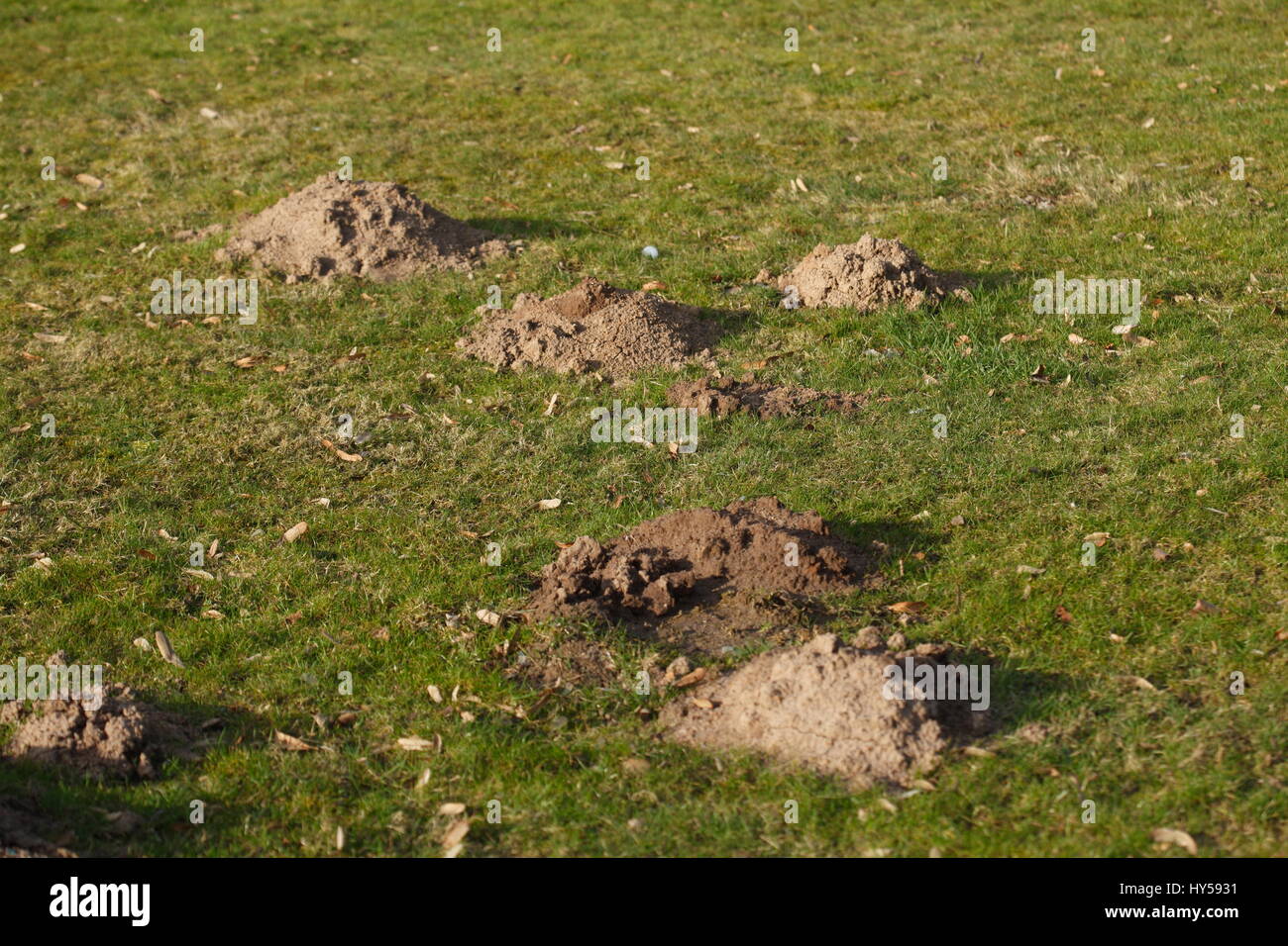 Mole hills on a Meadow Stock Photo - Alamy