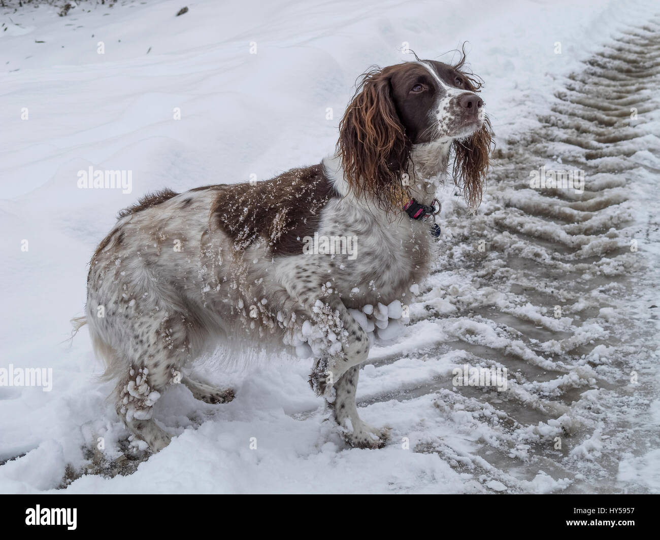 English Springer Spaniel, festooned with now balls, during a winter ...