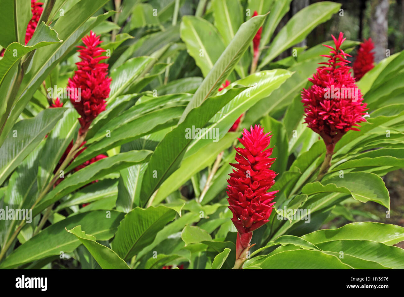 Alpinia, tropical plant flowering in Jardin de Balata, Martinique Stock ...