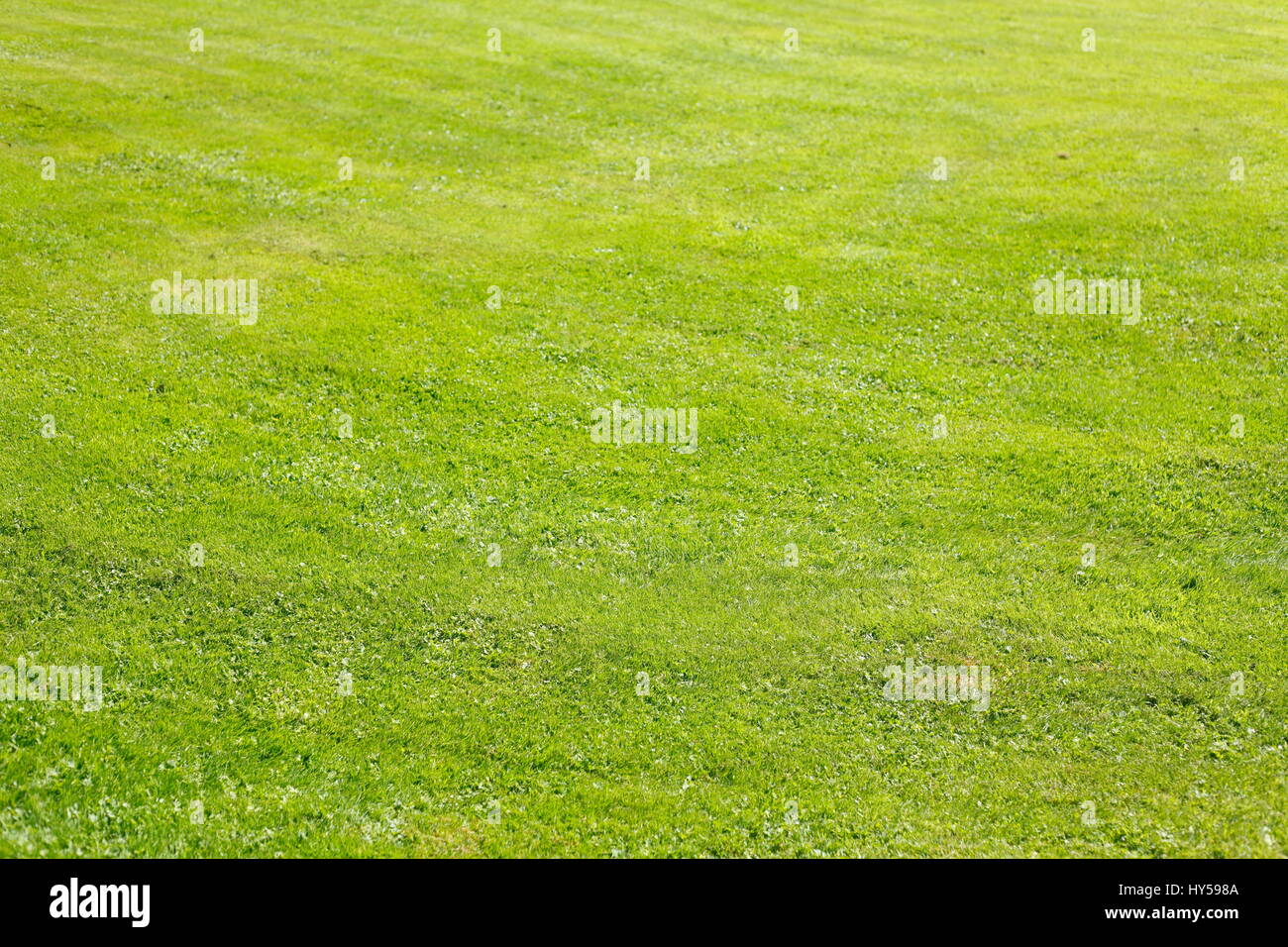 Medow grasses hi-res stock photography and images - Alamy