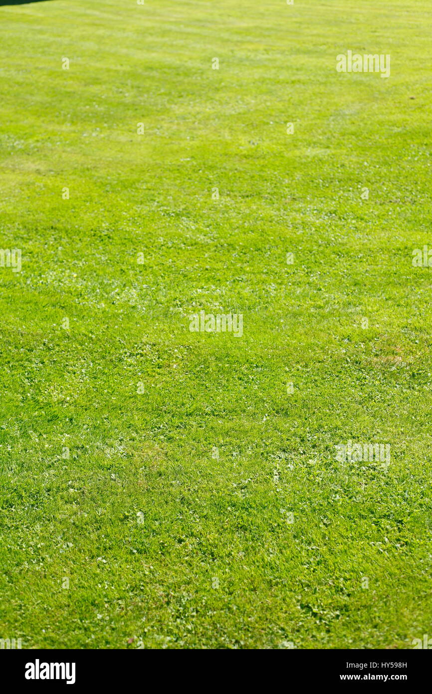 Medow grasses hi-res stock photography and images - Alamy