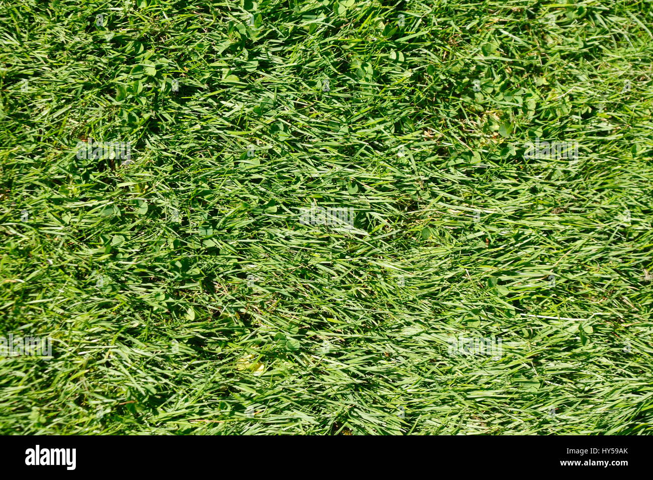 Medow grasses hi-res stock photography and images - Alamy