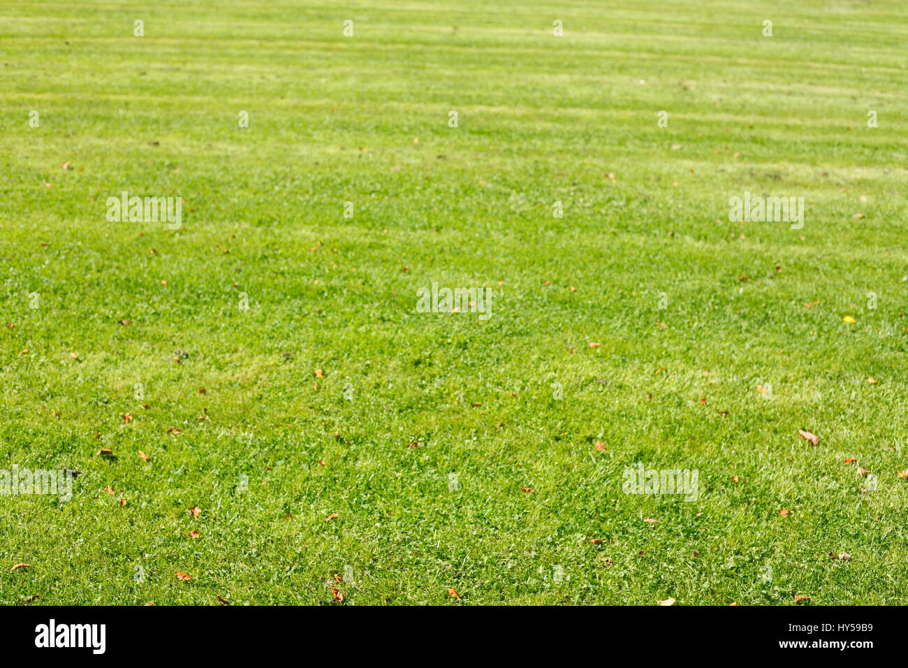 Medow grasses hi-res stock photography and images - Alamy