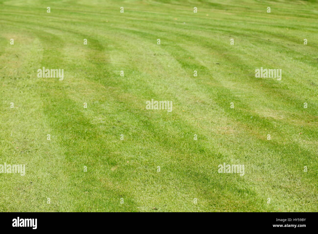 Medow grasses hi-res stock photography and images - Alamy
