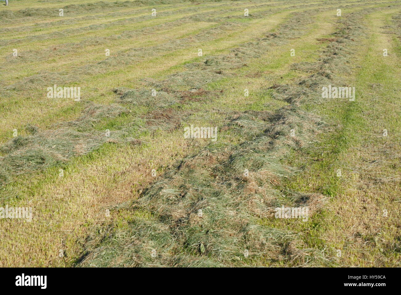Medow with fresh mowed lawn Stock Photo - Alamy