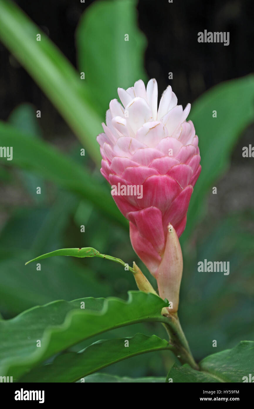 Alpinia, tropical plant flowering in Jardin de Balata, Martinique Stock ...
