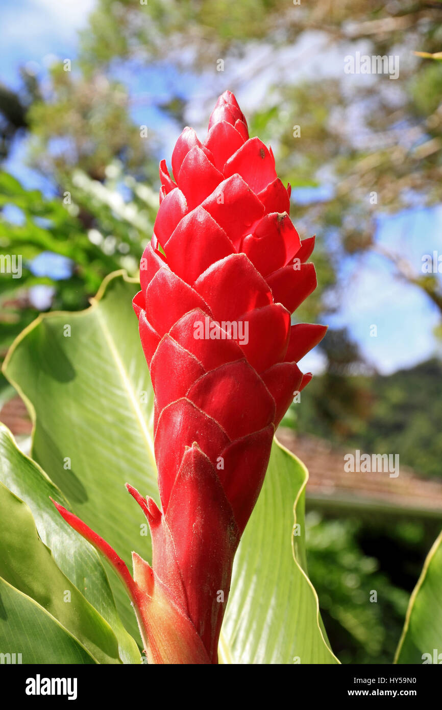 Alpinia, tropical plant flowering in Jardin de Balata, Martinique Stock ...