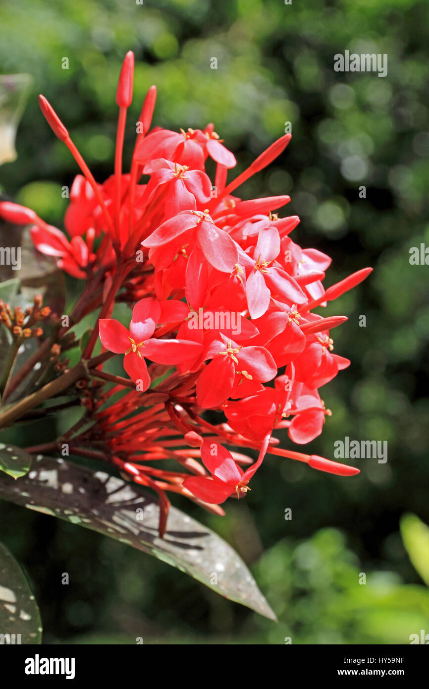 Tropical flowers growing in Jardin de Ballata gardens, Martinique Stock ...